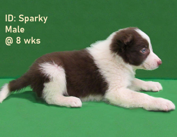 Red Border Collie Puppies